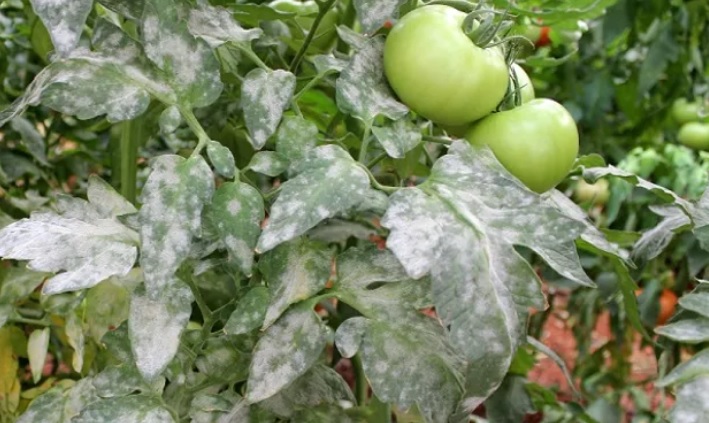 Tomate - Rancho El Cuervo