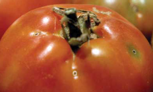 Tomate - Rancho El Cuervo