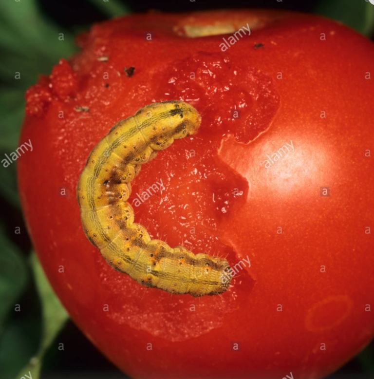 Tomate - Rancho El Cuervo