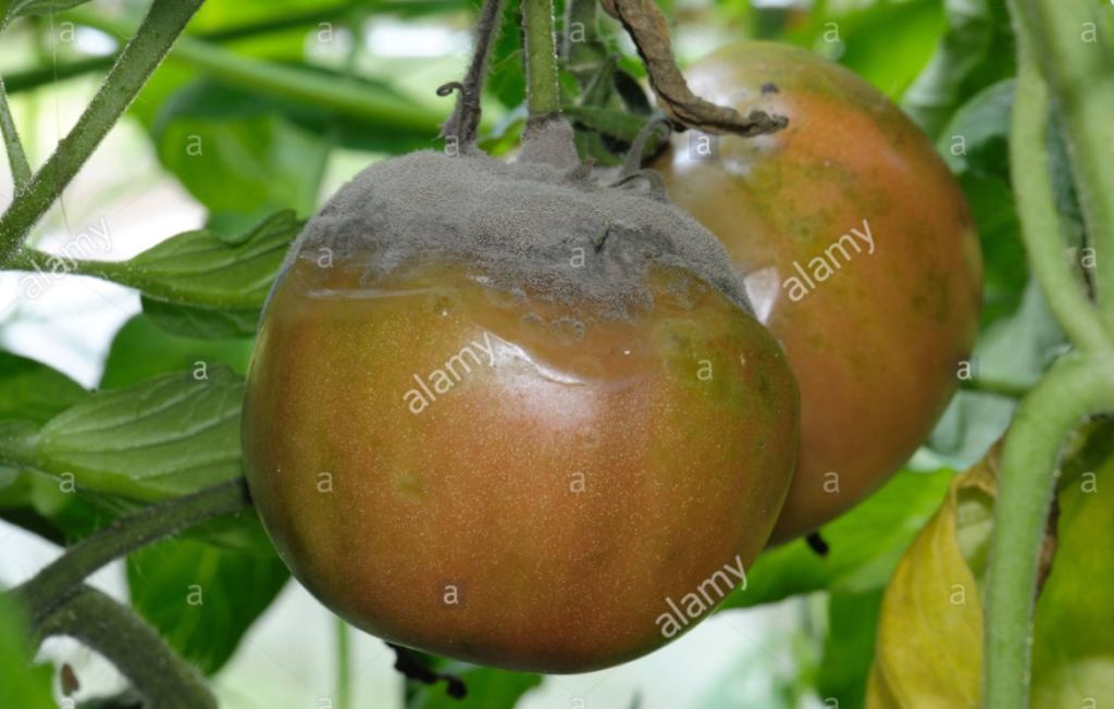 Tomate - Rancho El Cuervo